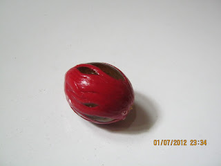 Nature shots: Nutmeg- Jathikka